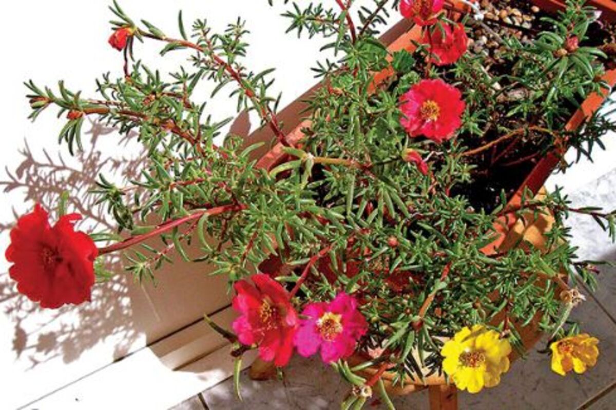 Historic rose to be planted at museum - The New Era