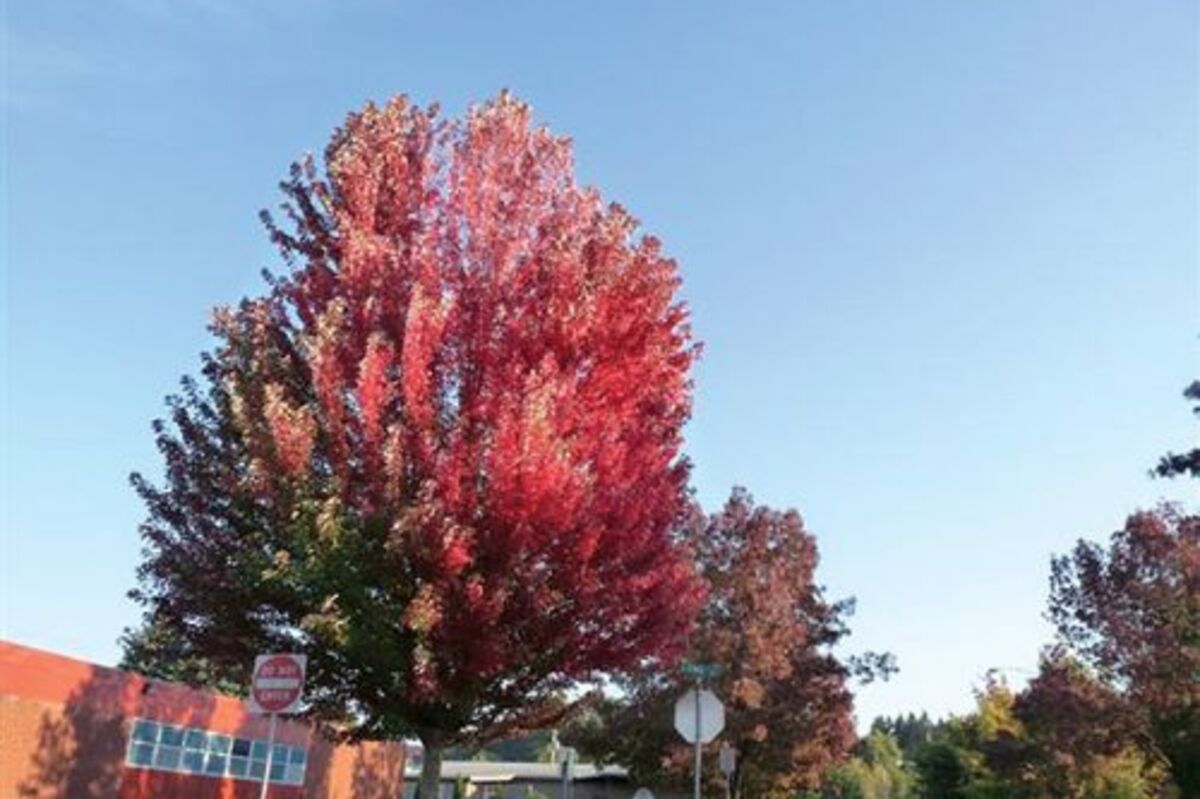Maples win city Autumn Tree of the Year designation - The New Era