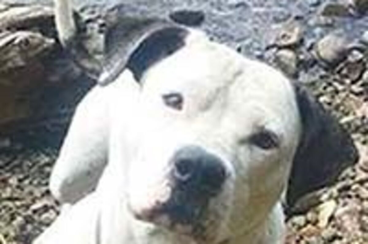 Second dog, believed to have accompanied missing man, located - The New Era