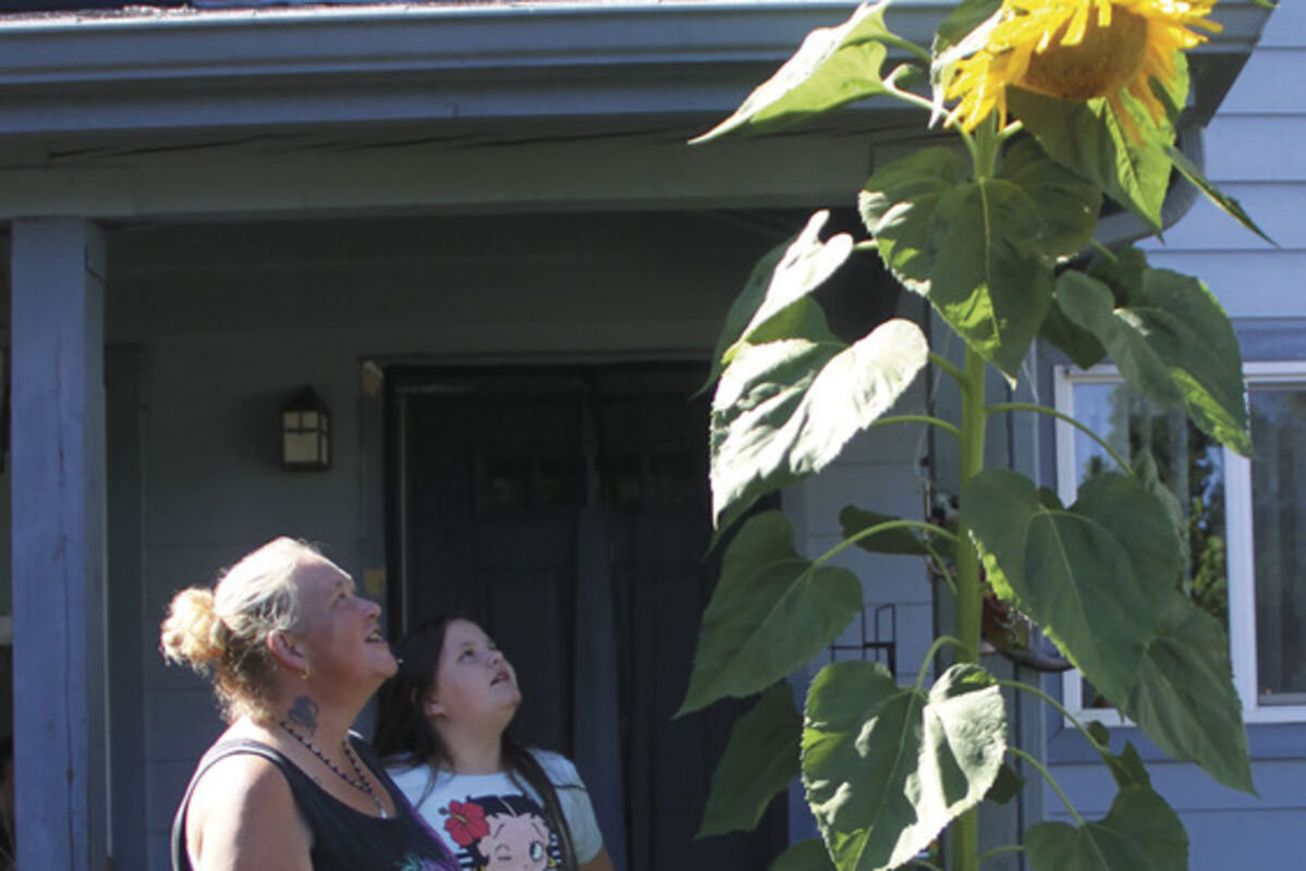 Local family's sunflower just kept growing and growing, turning heads ...