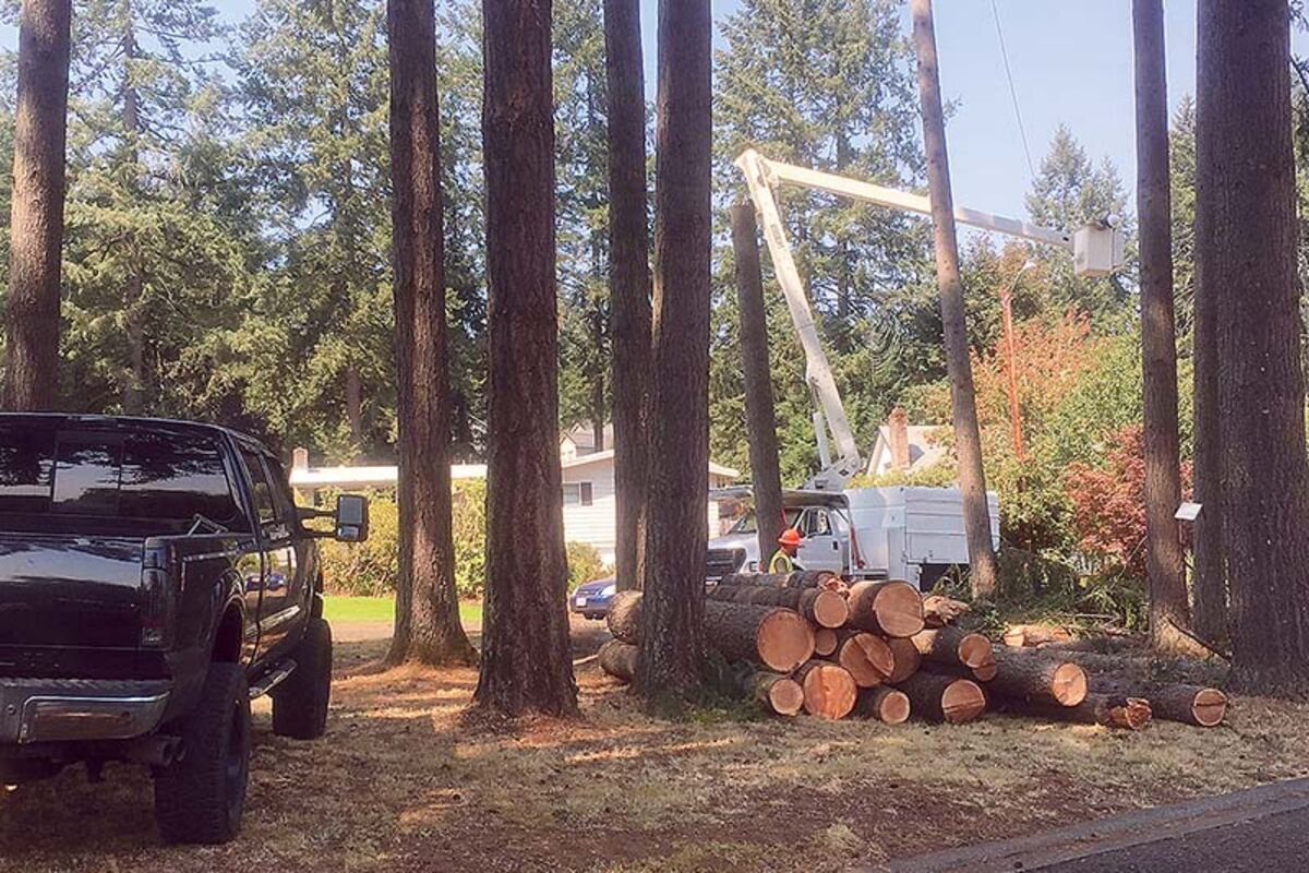 Hazardous trees removed from Evergreen pocket park - The New Era