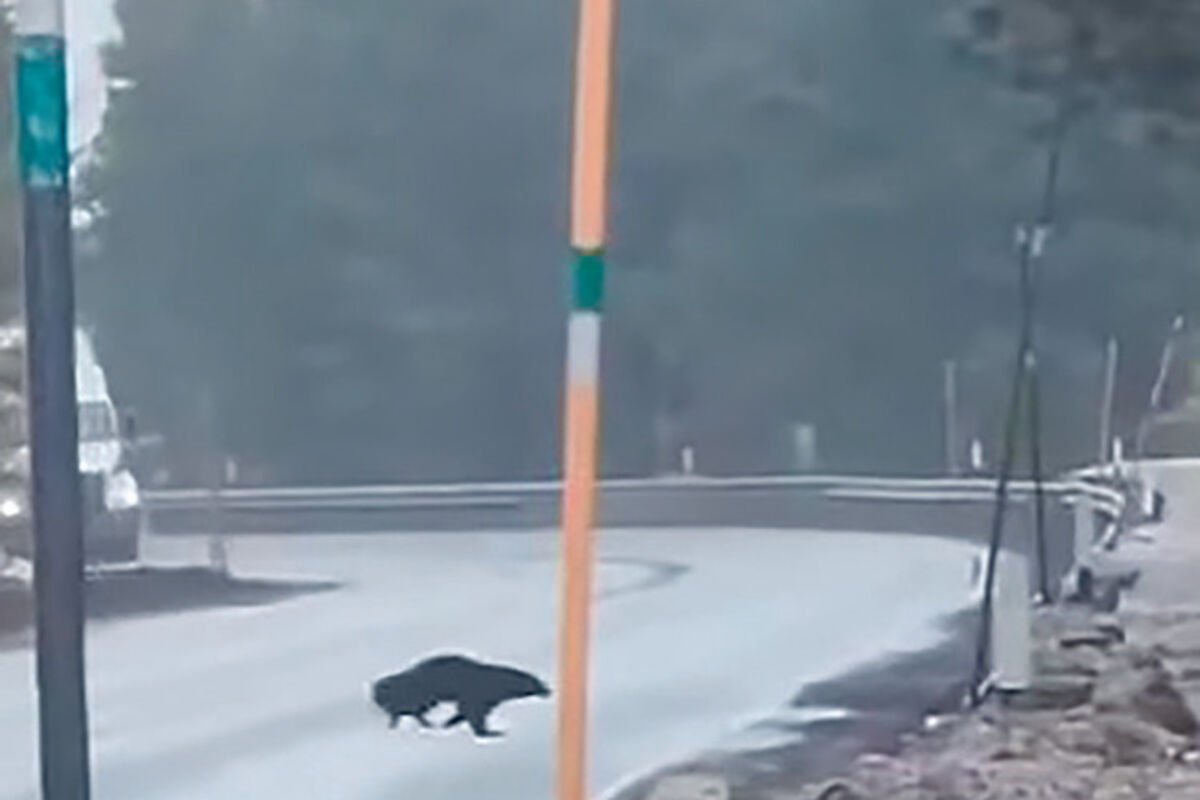 Wolverine video footage captured east of Santiam Pass - The New Era