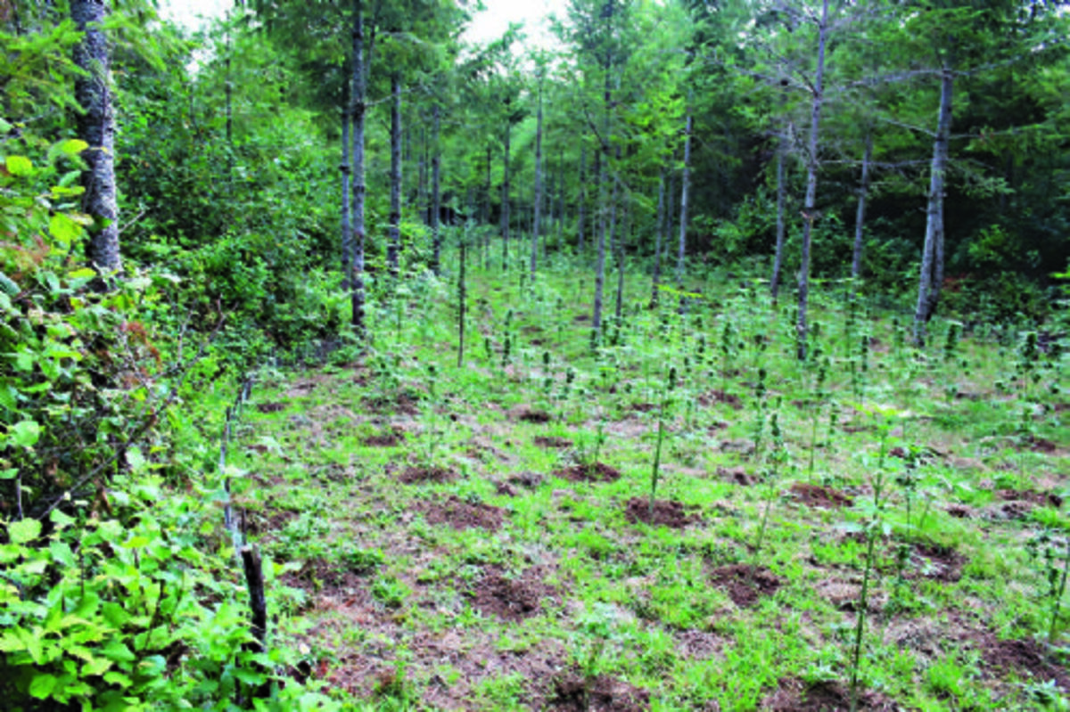 Lacomb-area marijuana grow located; resident arrested - The New Era