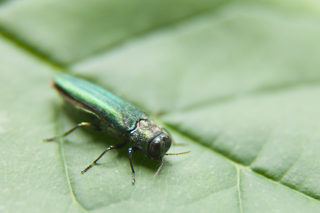 Invasive Insect Nears Linn County - The New Era