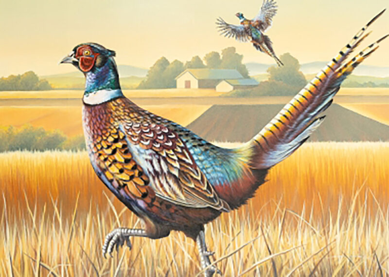 Artist winners announced in ODFW stamp competition - The New Era